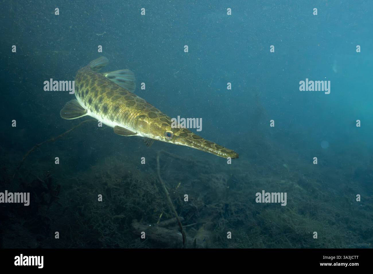 Closeup side view of Florida gar in clear water Stock Photo - Alamy