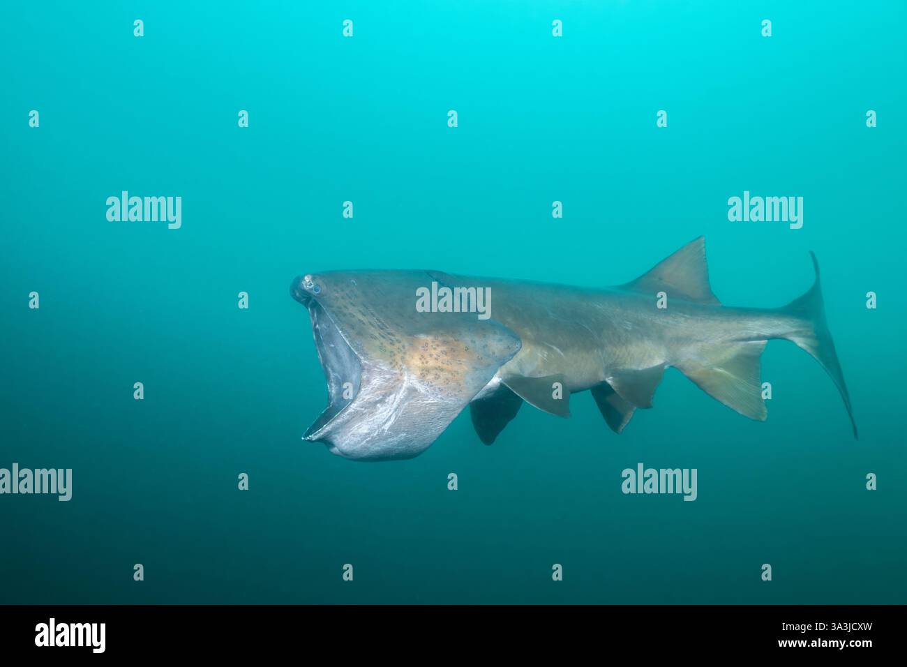 American paddlefish with missing rostrumm feeding on plankton Stock ...