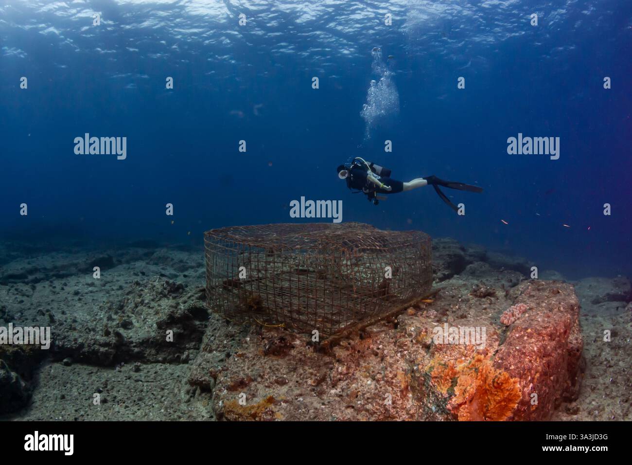 Images of scuba diving on the island of Mauritius, dive site Whale Rock ...