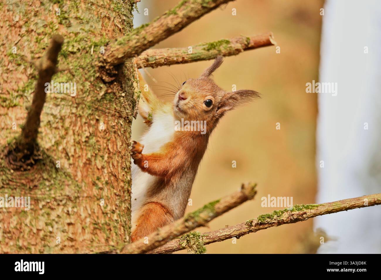 Longford, Ireland - 16th March 2025 - Image of a red squirrel during a ...