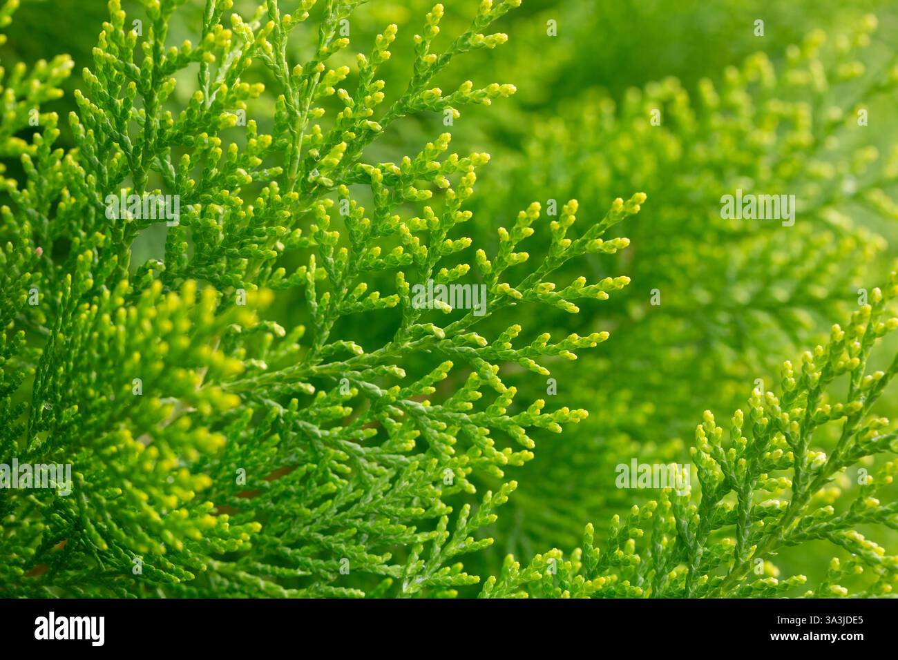 Japanese cypress Hinoki tree ( Chamaecyparis obtusa ) close up ...