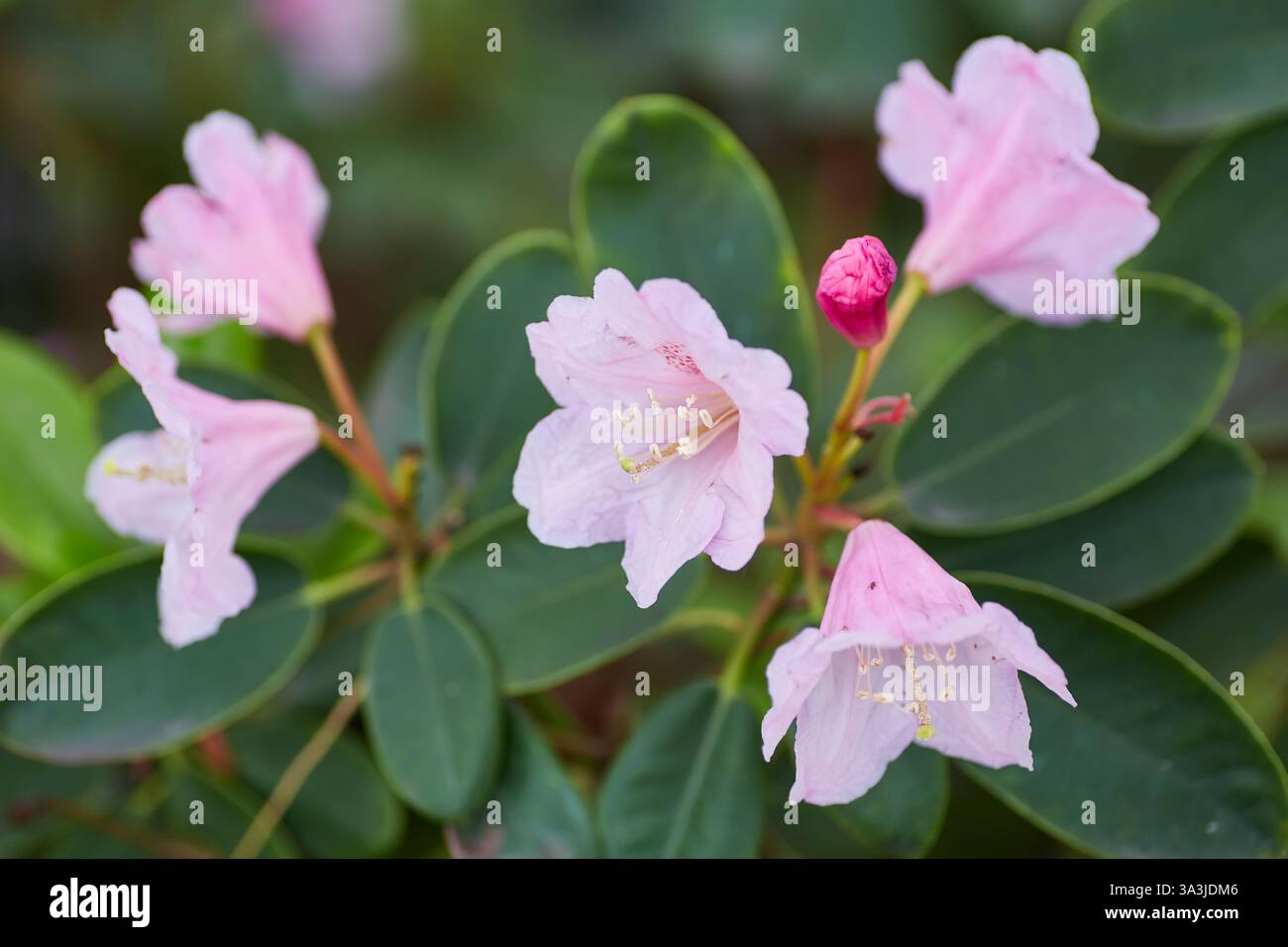 A close-up of delicate pale pink rhododendron blossoms, highlighting ...