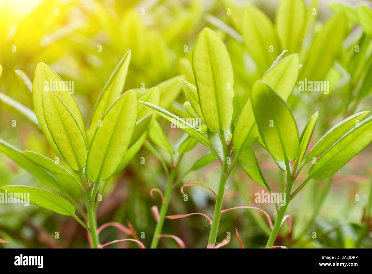 Fresh green leaves and reddish stems of a rhododendron shrub, capturing ...