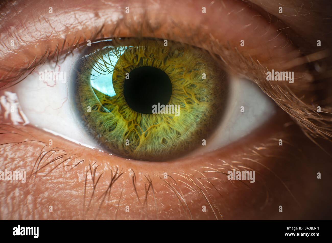 macro photography eye detailed iris close up studio shot natural colors ...