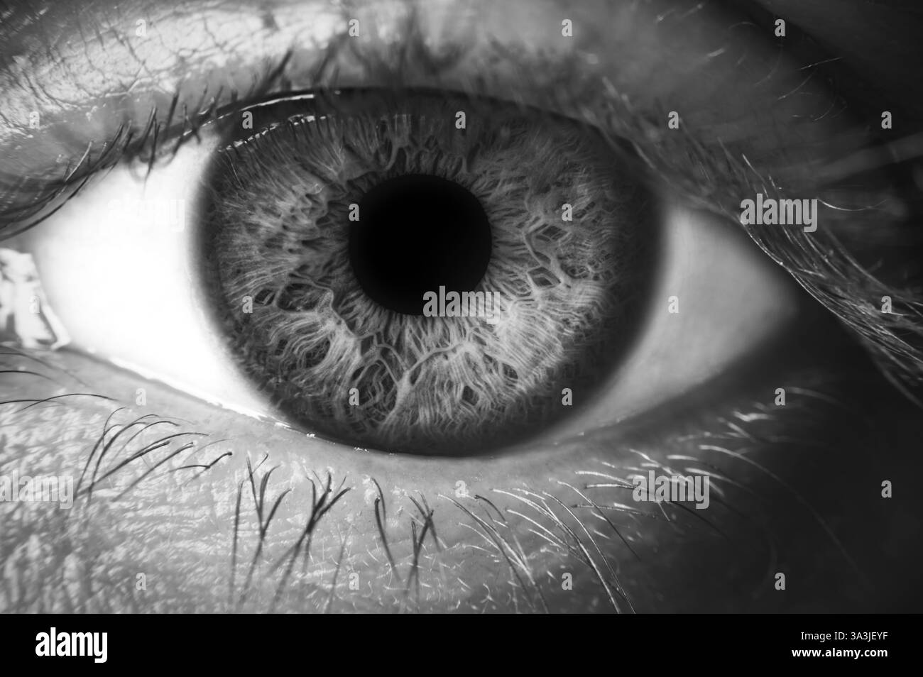 Human skin anatomy detailed Black and White Stock Photos & Images - Alamy