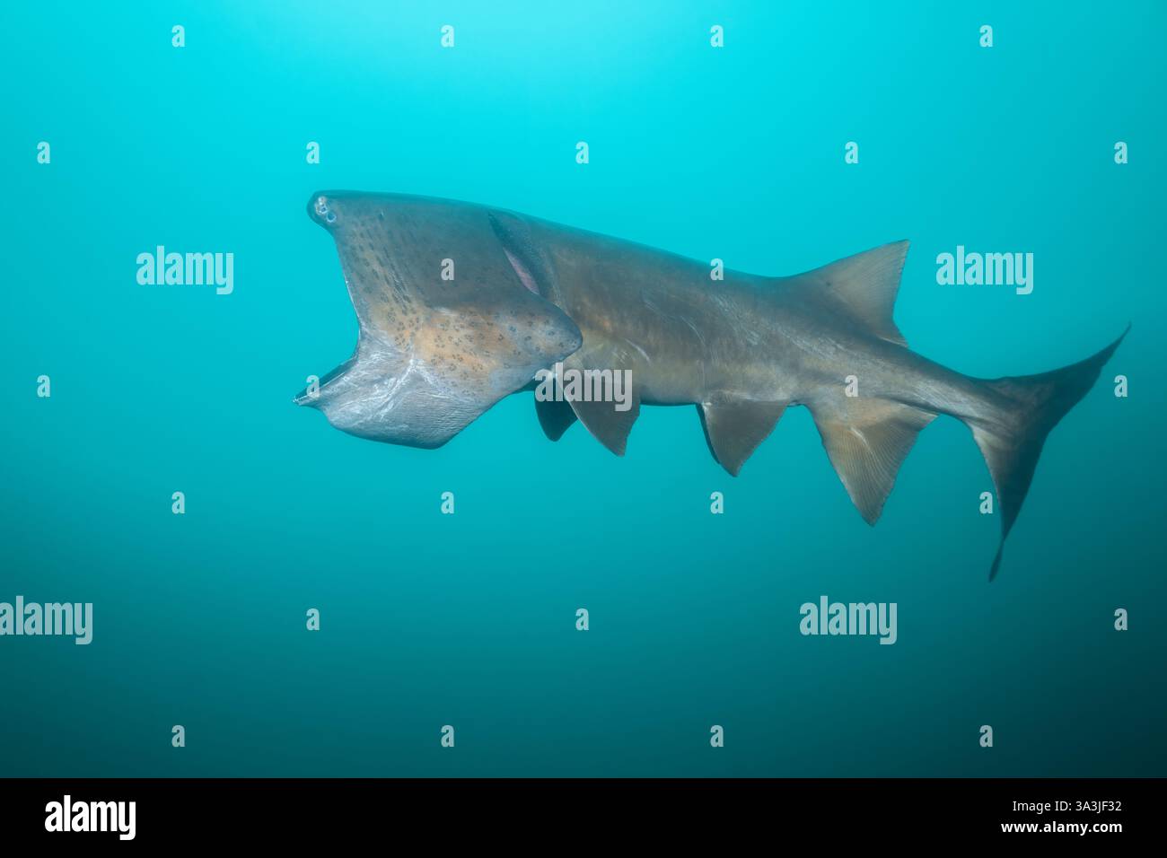 American paddlefish with missing rostrumm feeding on plankton Stock ...