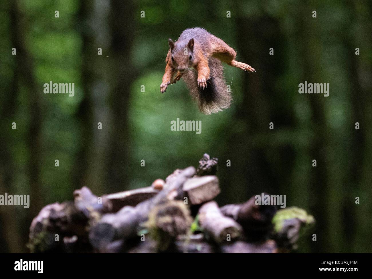 Red Squirrel Credit: Ian Jacobs Stock Photo - Alamy