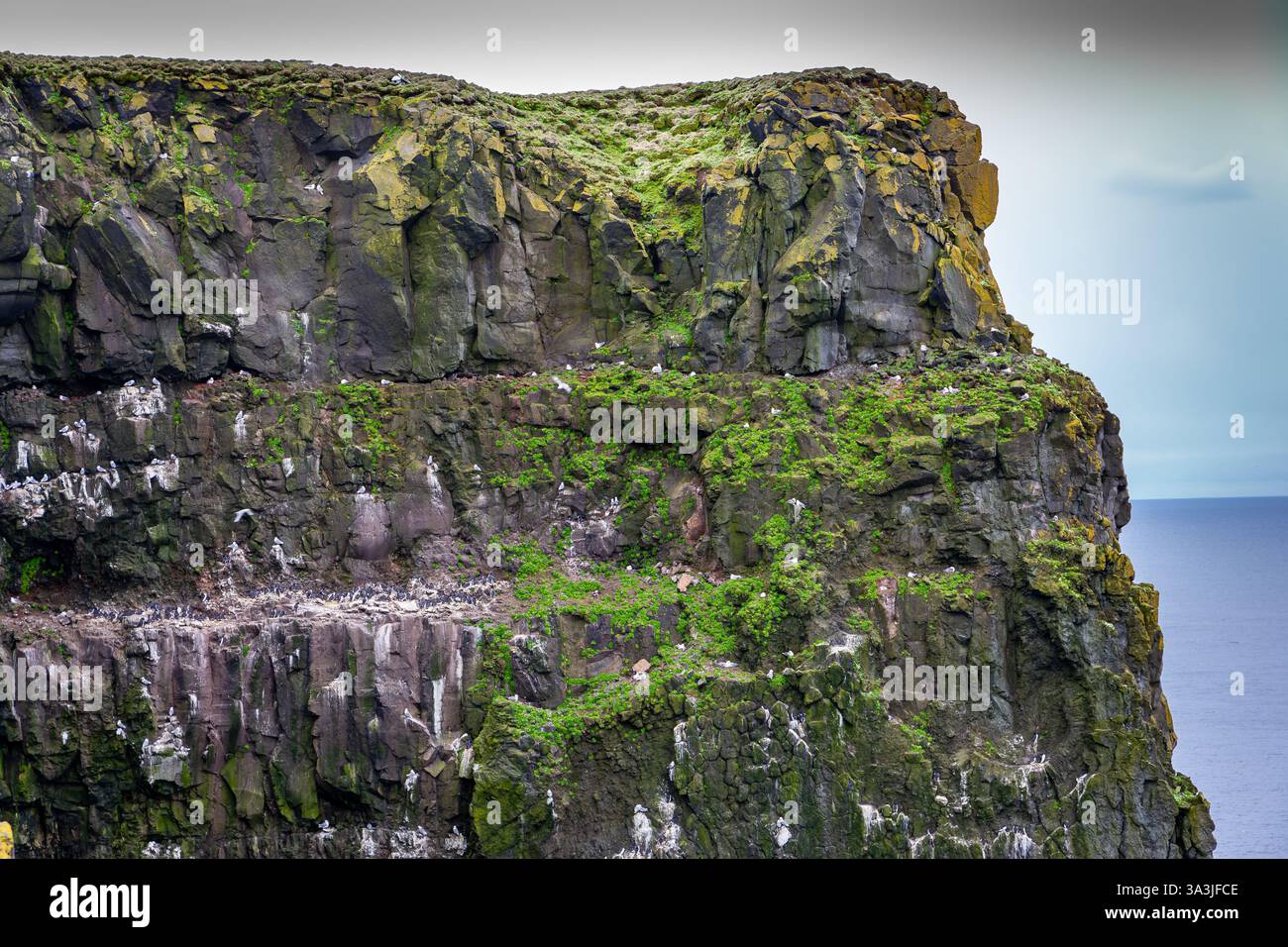 Latrabjarg cliff in Westfjords, Iceland, largest sea bird cliff in ...