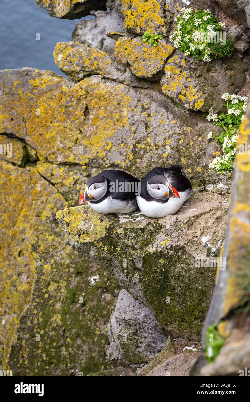 Pair of Atlantic puffins (Fratercula arctica, common puffin), sitting ...