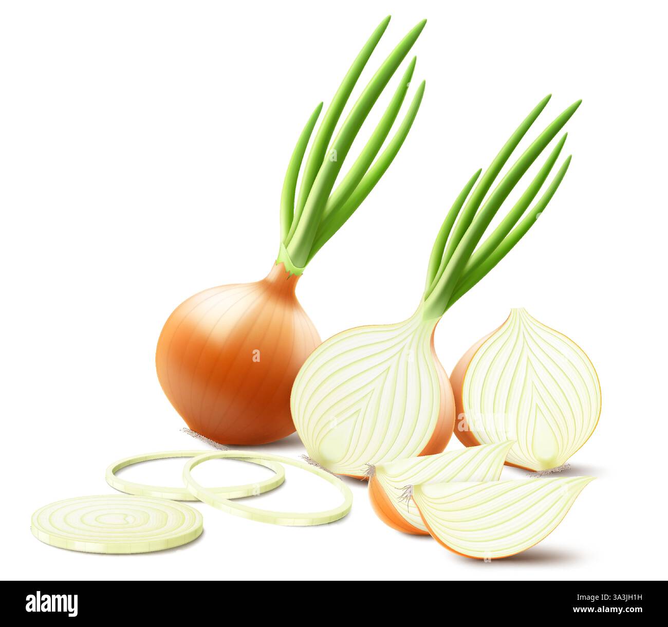 Ring ripe onion isolated Stock Vector Images - Alamy