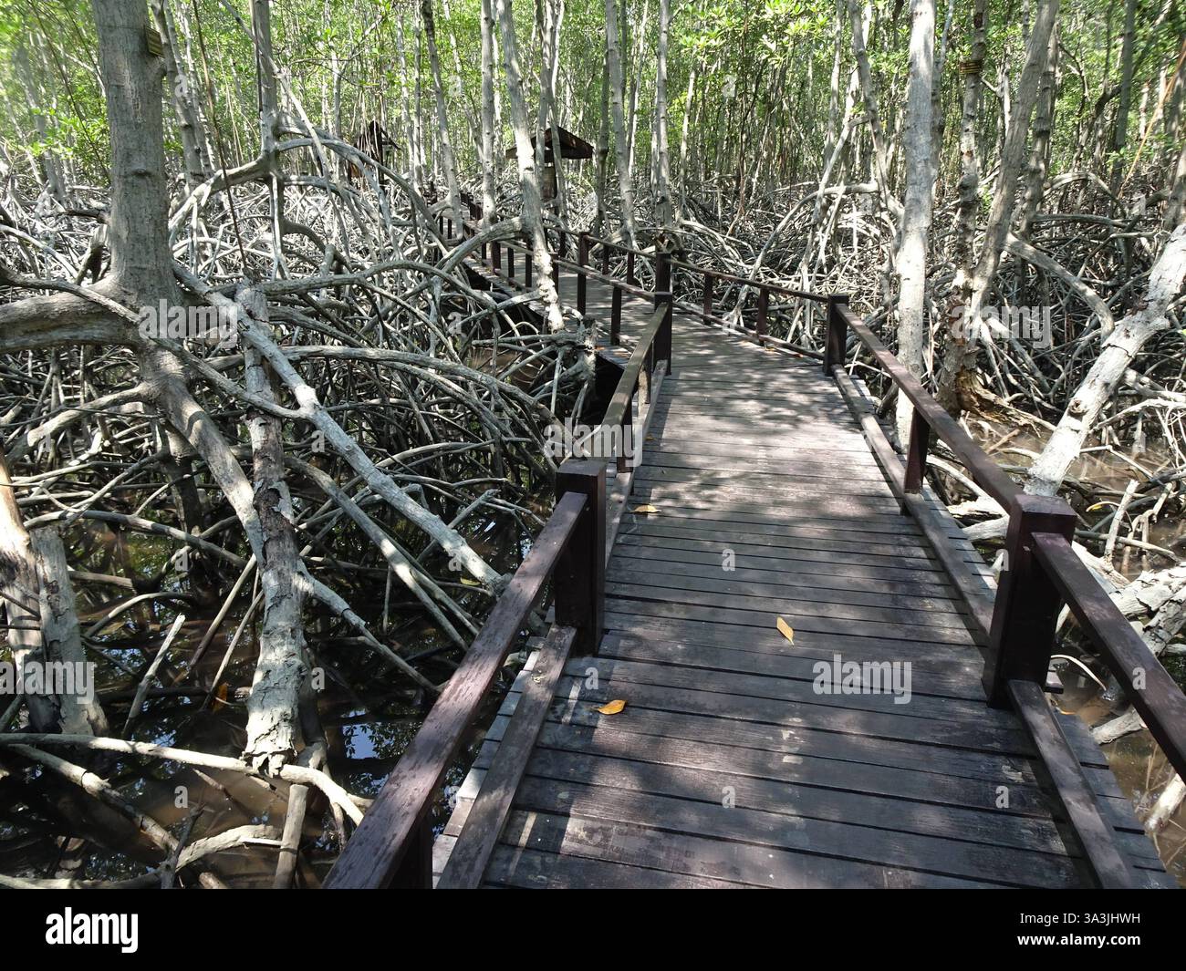 RECORD DATE NOT STATED Holzsteg, Pranburi Forest National Park ...