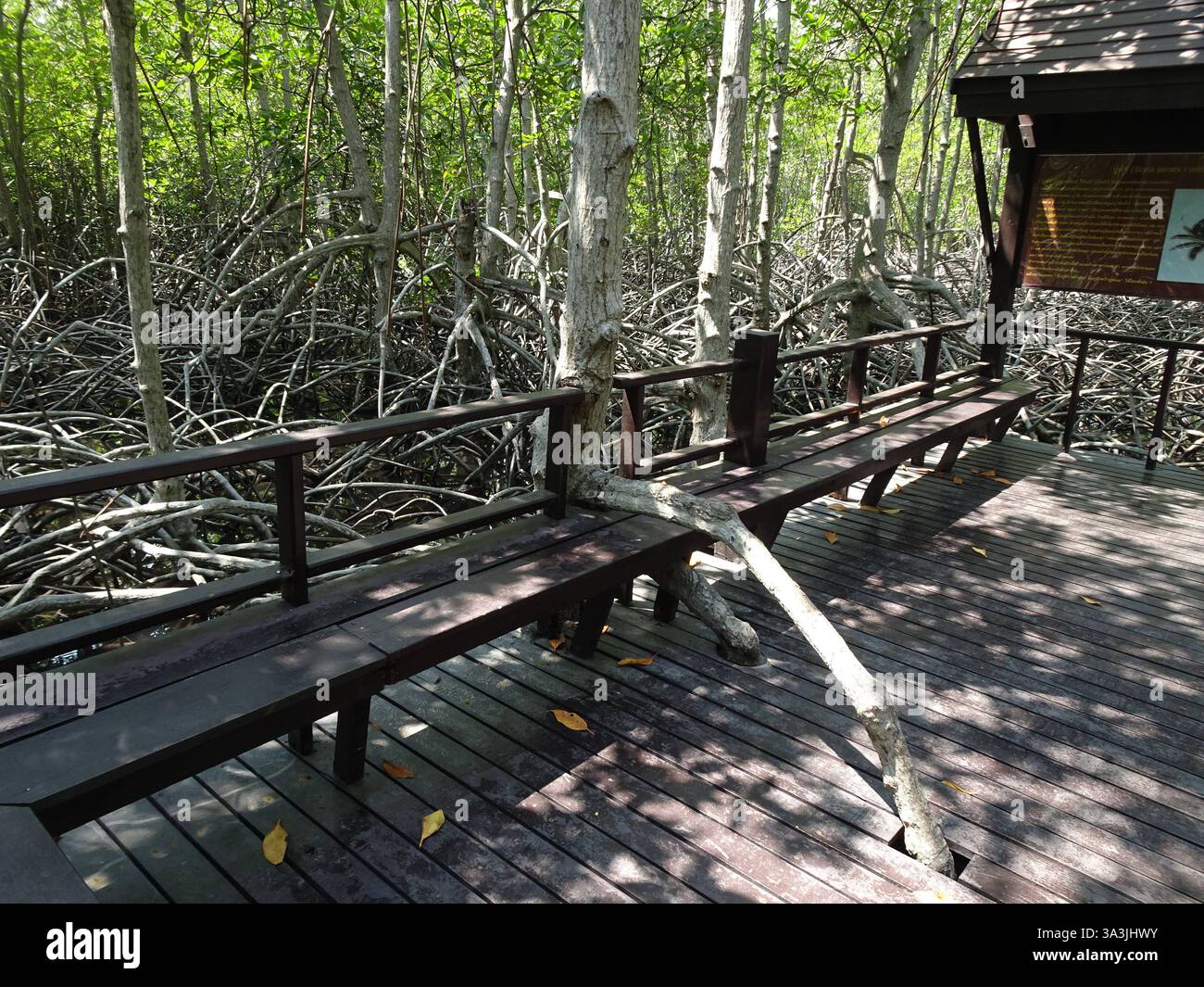 RECORD DATE NOT STATED Holzsteg, Pranburi Forest National Park ...