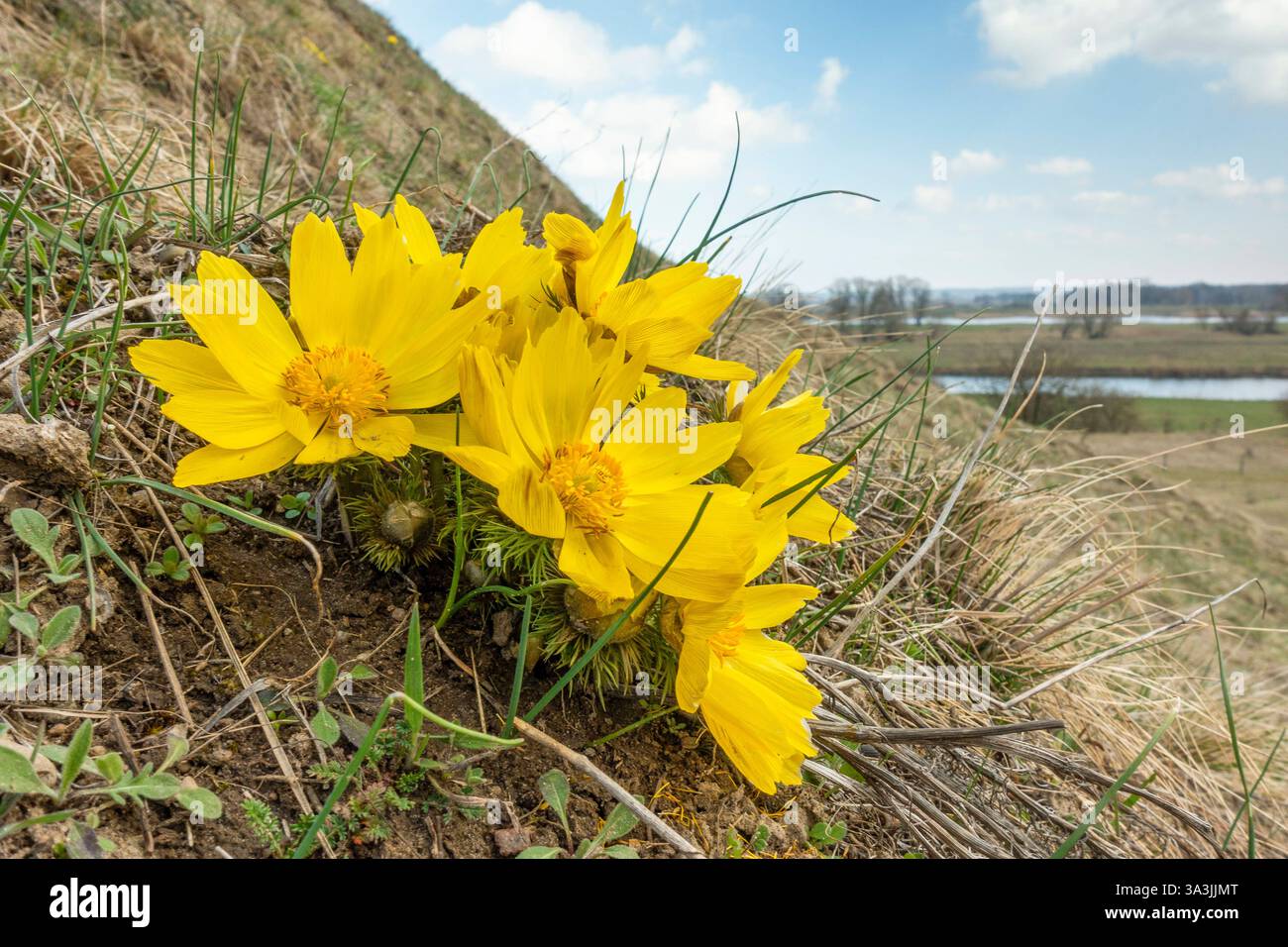 Die ersten Adonisröschen blühen an den Oderhängen bei Lebus iLandkreis ...