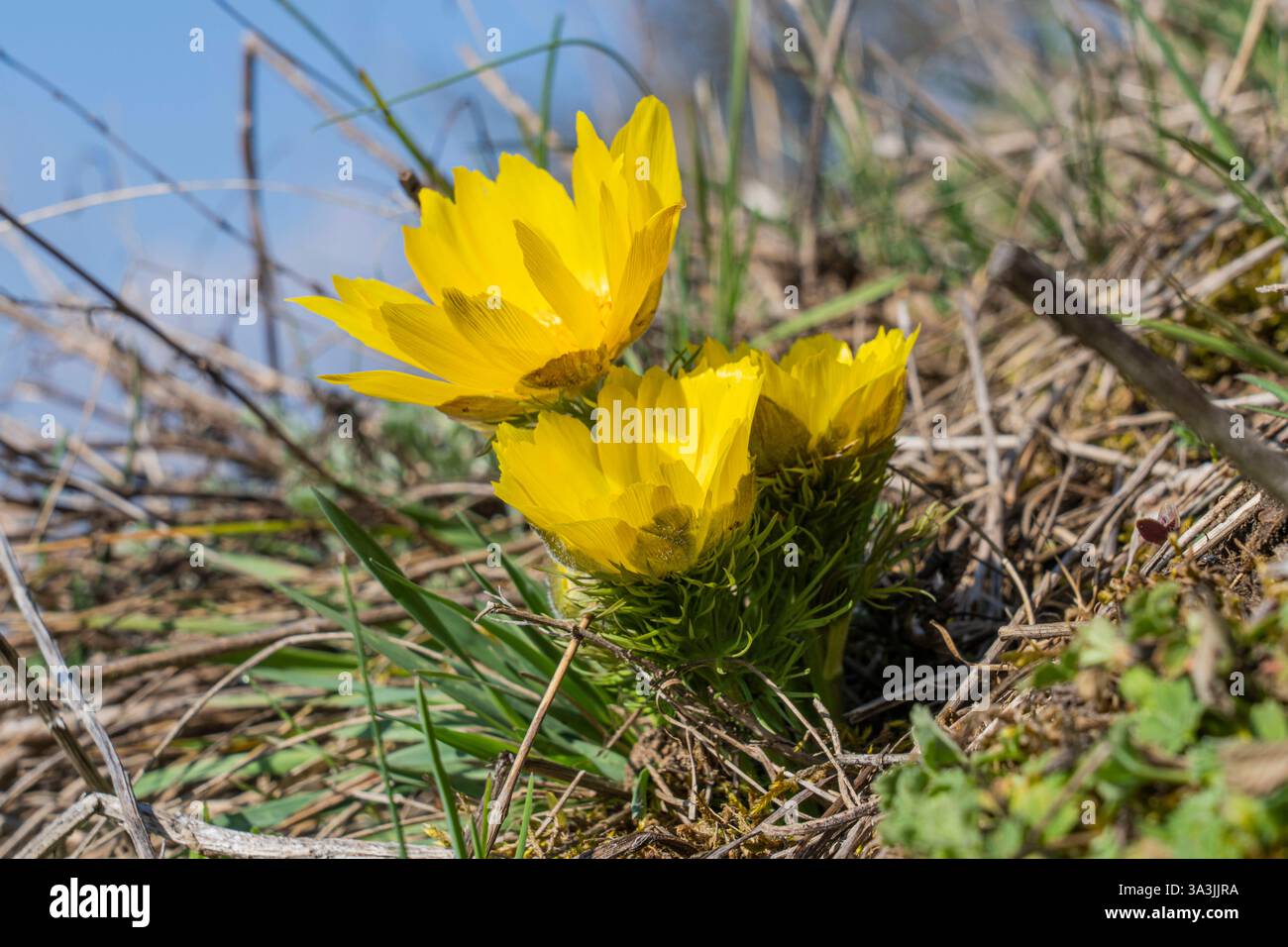 Die ersten Adonisröschen blühen an den Oderhängen bei Mallnow Landkreis ...