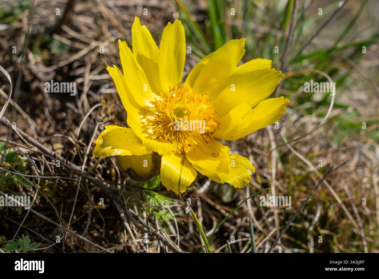 Die ersten Adonisröschen blühen an den Oderhängen bei Mallnow Landkreis ...