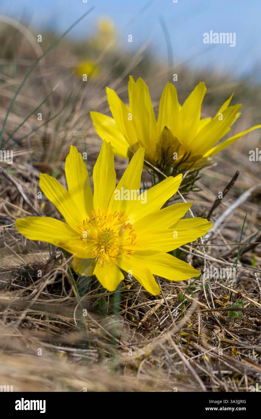 Die ersten Adonisröschen blühen an den Oderhängen bei Mallnow Landkreis ...
