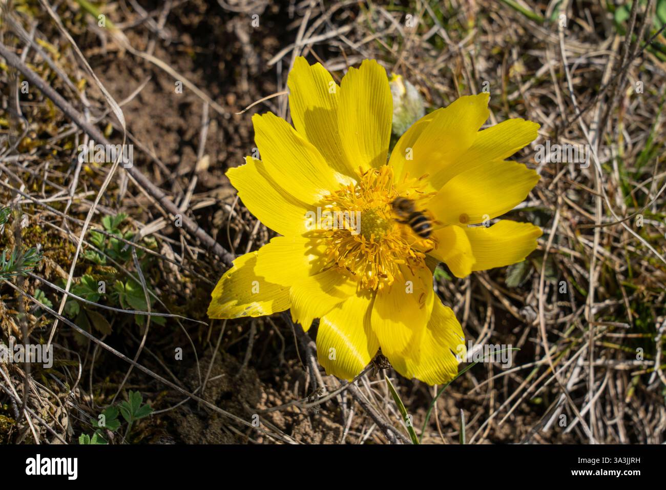 Die ersten Adonisröschen blühen an den Oderhängen bei Mallnow Landkreis ...