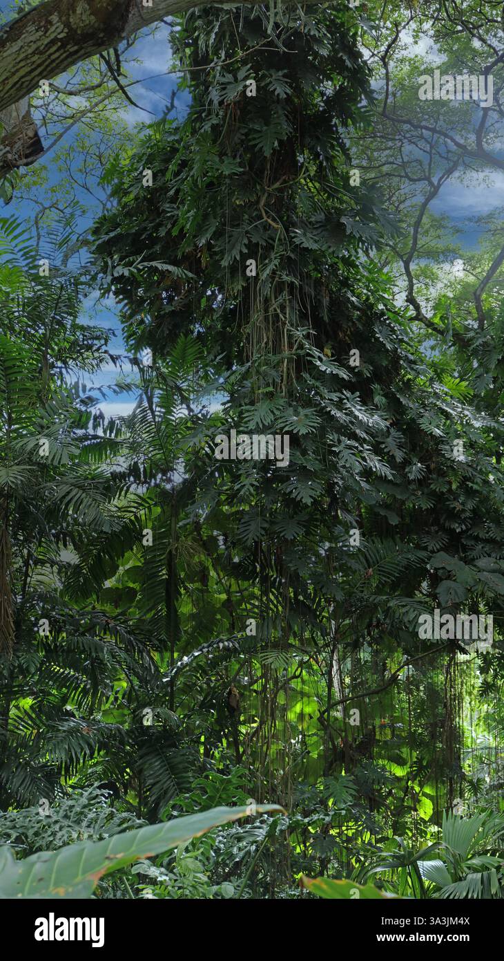 A mass of Philodendron plants climbing up tree trunks and growing on ...