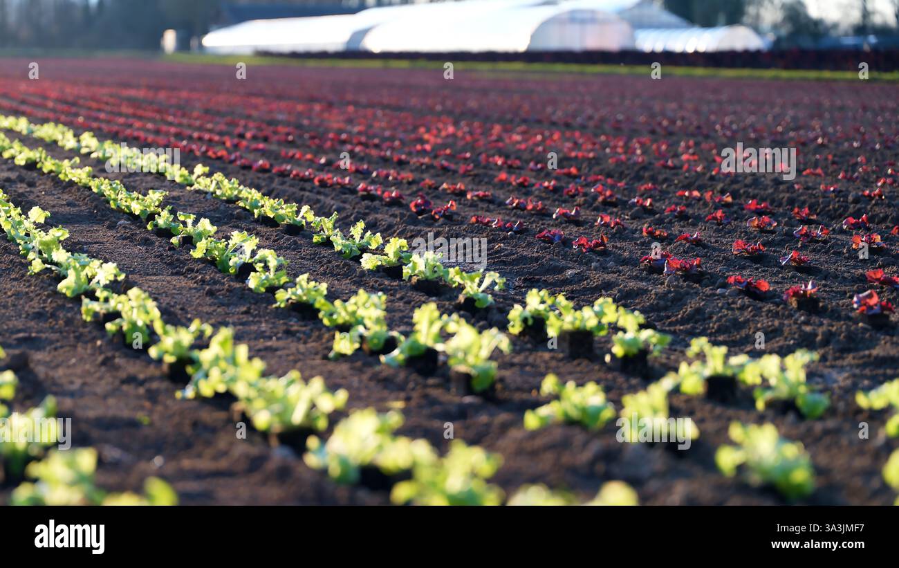 Vibrant rows of growing lettuce in a farm field under clear sky during ...
