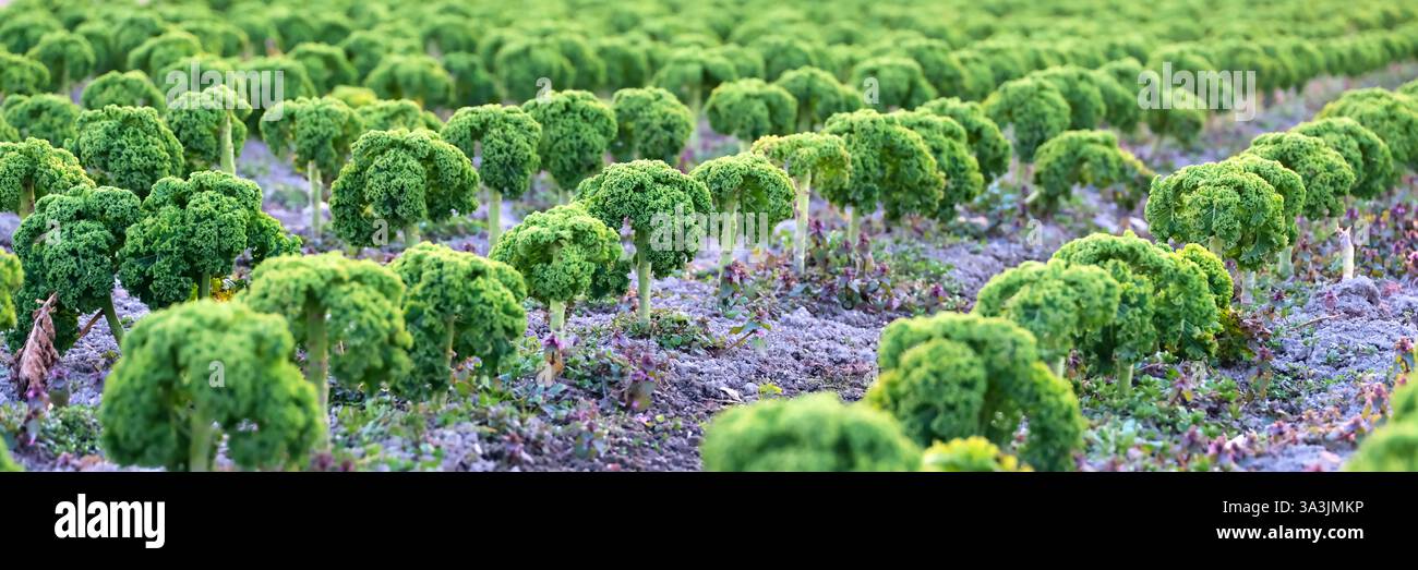Lush green kale fields thriving in a rural setting during sunny ...