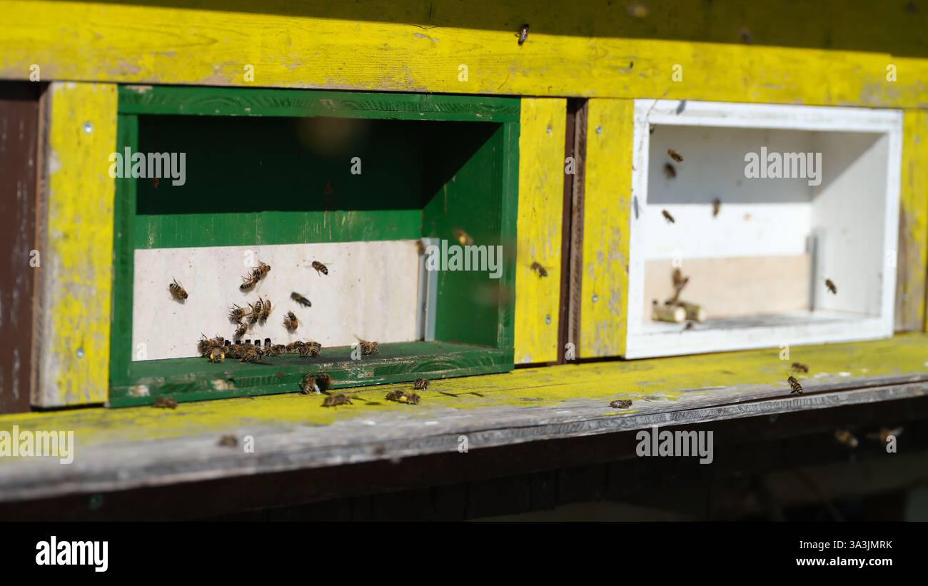 Busy bees flying in and out of colorful hives during a sunny afternoon ...