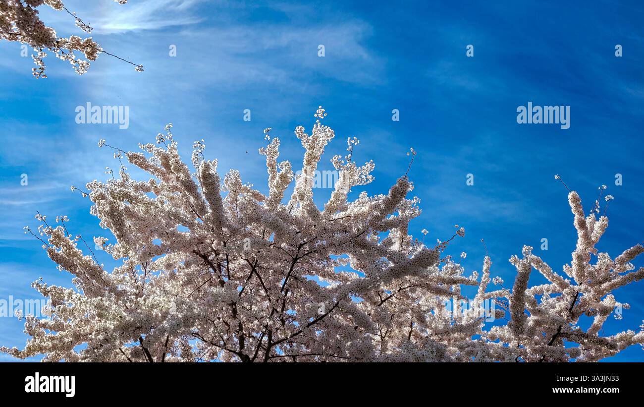 White sakura cherry blossoms branch on blue sky background with white clouds. Sakura tree. Full ...