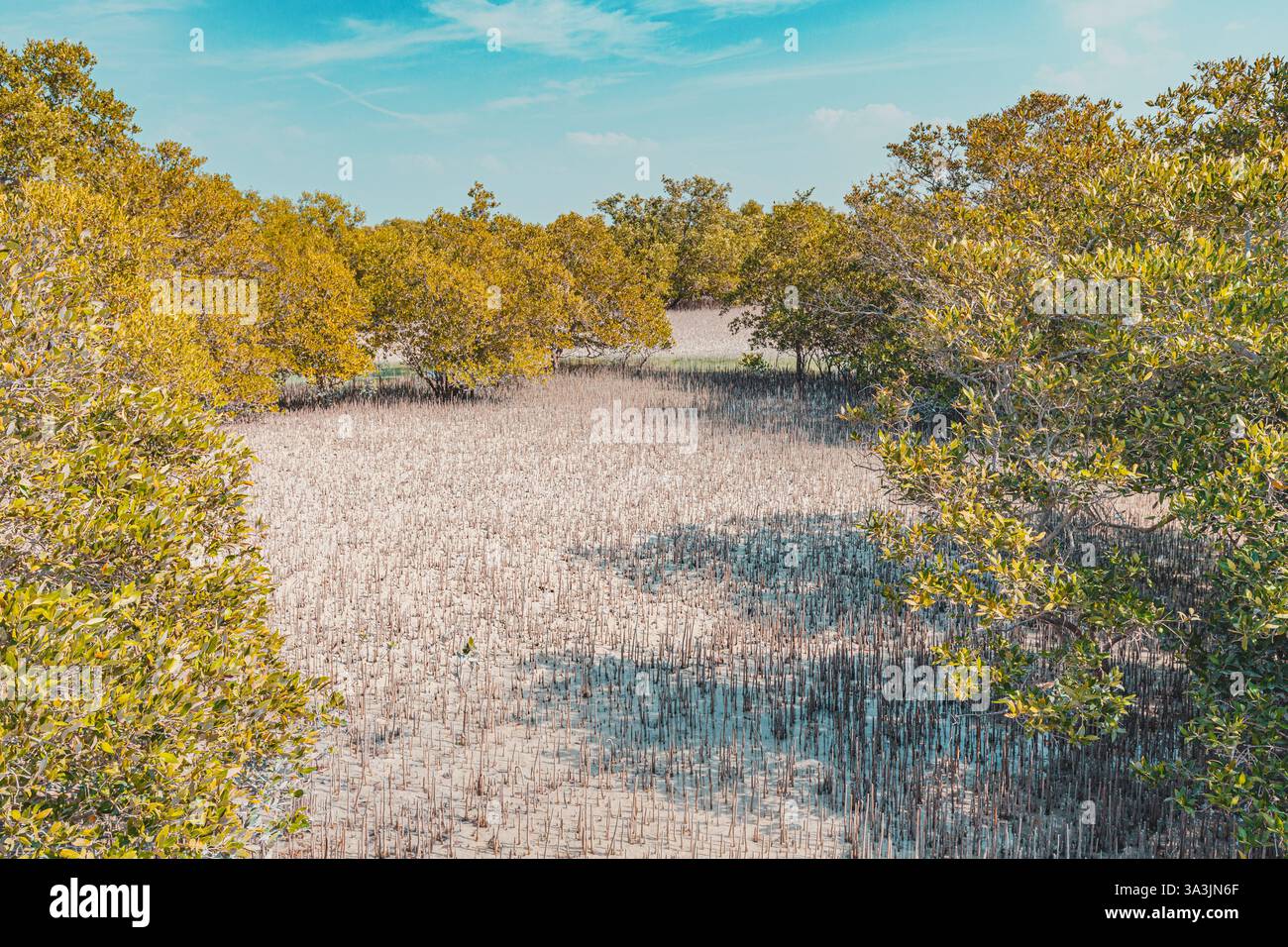 Dense mangrove forest with golden foliage under a bright blue sky ...