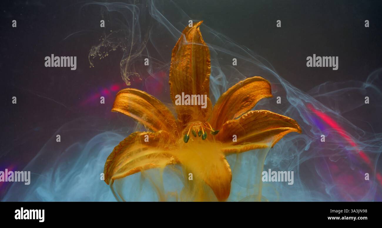 Ink vapor. Flower smoke. Mist flow dye dissolve on orange lily natural ...