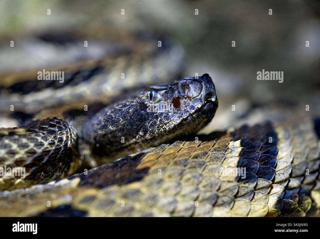 Timber rattlesnake closeup in forest Stock Photo - Alamy