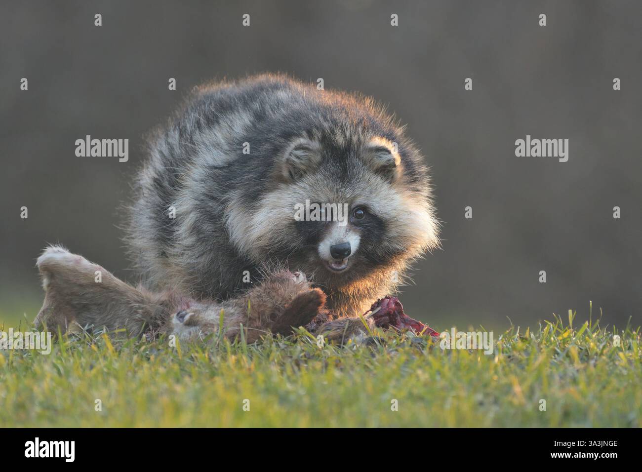 Common raccoon dog Nyctereutes procyonoides meadow Chinese Asian field ...