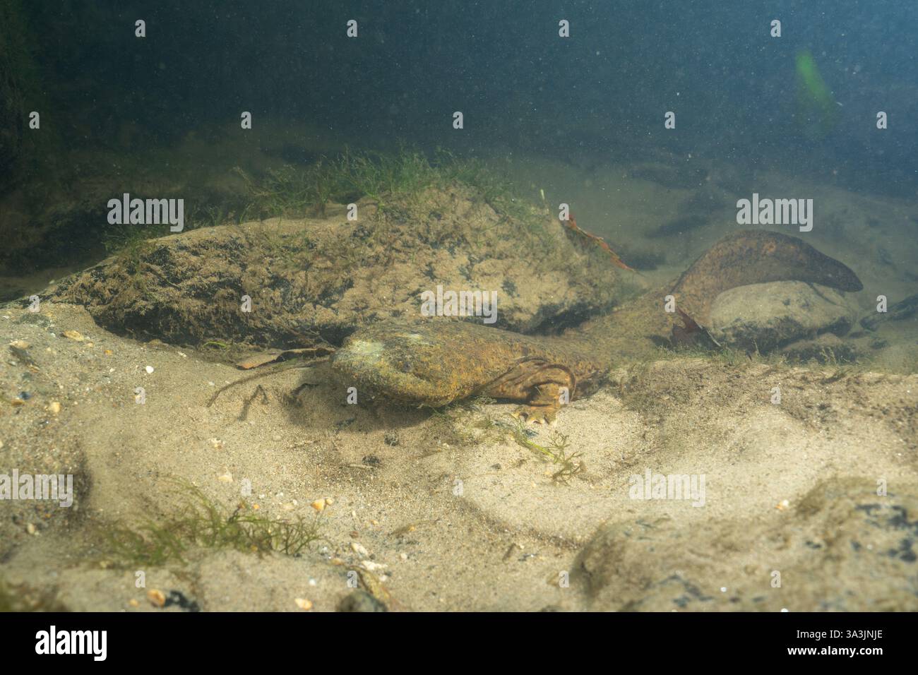 Sandy riverbed hi-res stock photography and images - Alamy