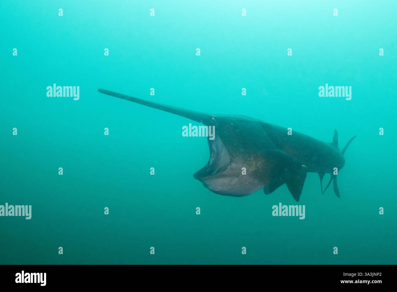 American paddlefish feeding on plankton in lake Stock Photo - Alamy