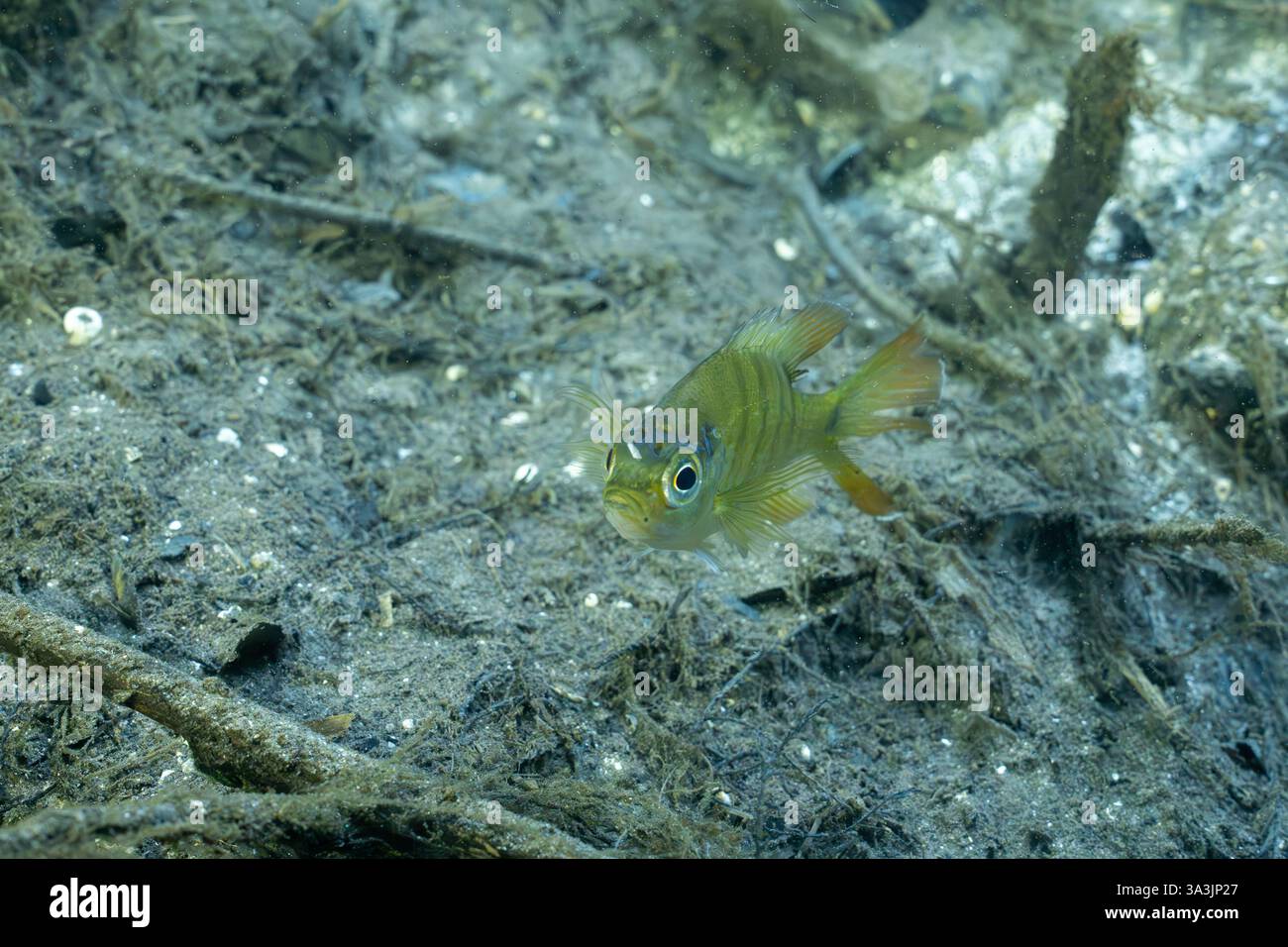 Baby Florida bluegill at bottom of a river Stock Photo - Alamy