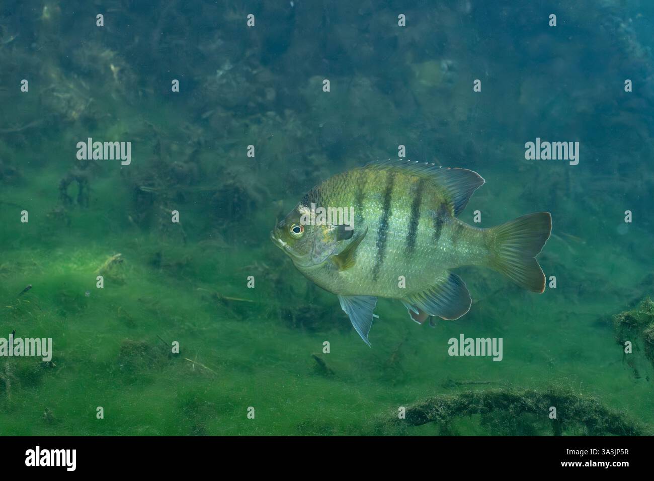 Florida Springs bluegill in crystal clear water Stock Photo - Alamy