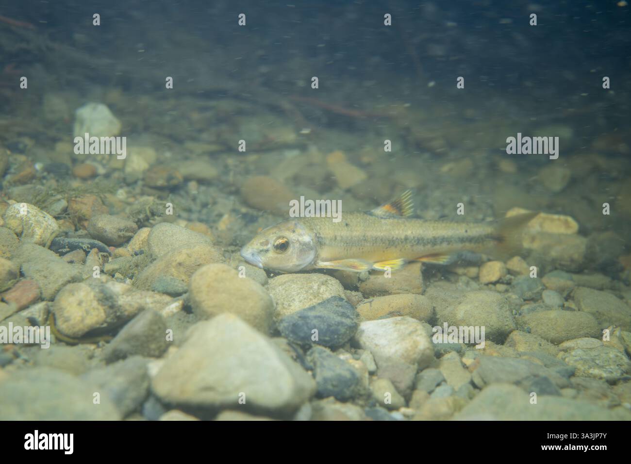 Central stoneroller minnow in a creekbed Stock Photo - Alamy