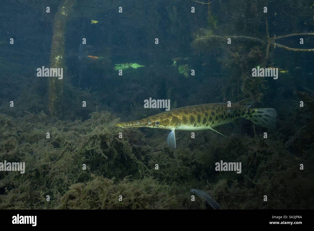 Florida gar swimming in dark wetland around woody debris Stock Photo ...