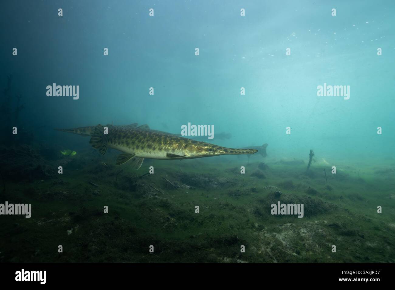 Florida gar hi-res stock photography and images - Alamy