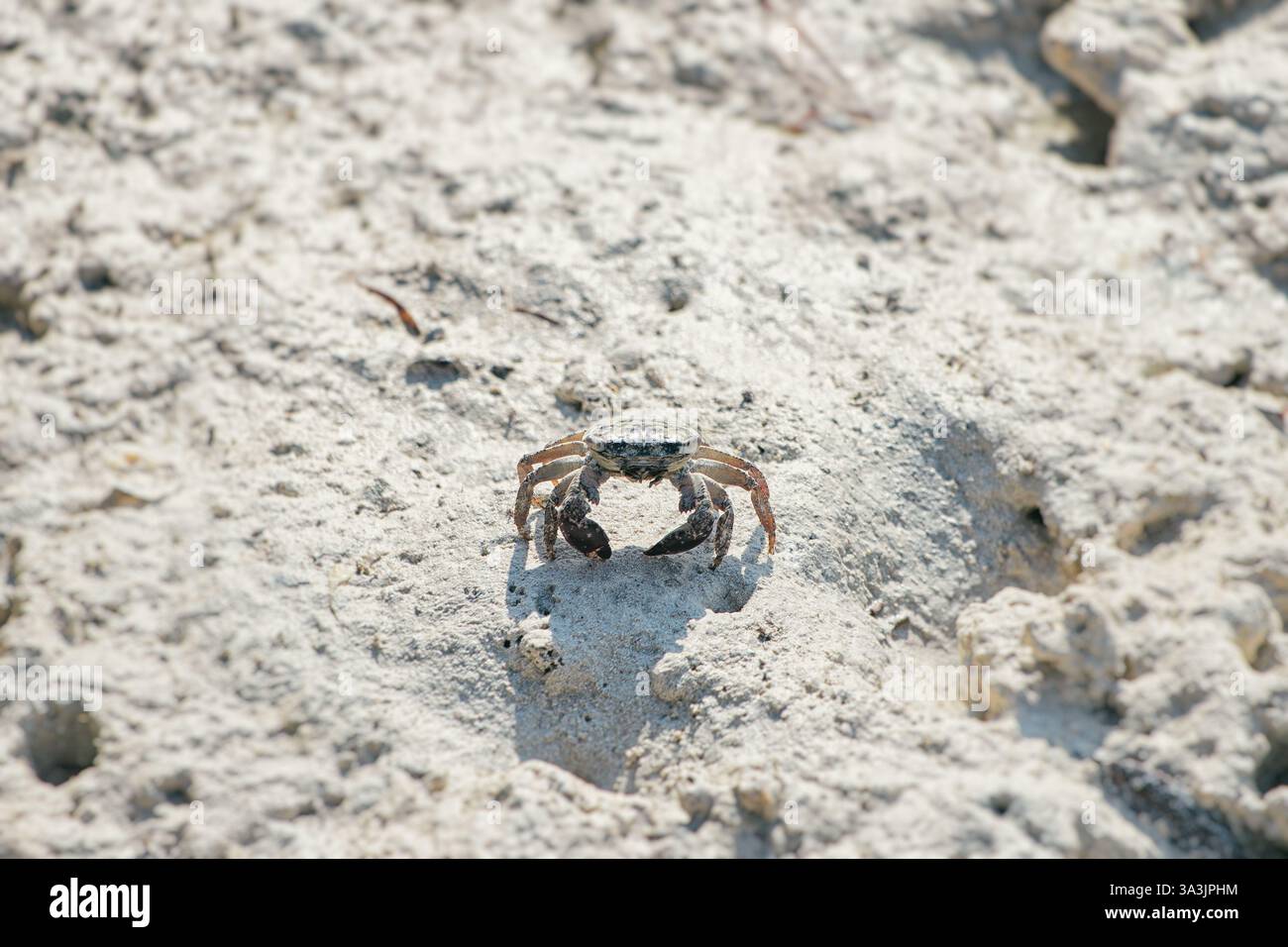 Small sand crab moves across a sandy beach surface, blending with the ...