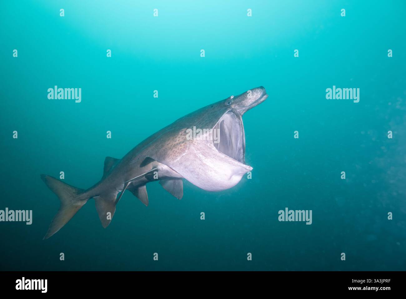 American paddlefish with broken rostrumm feeding on plankton Stock ...