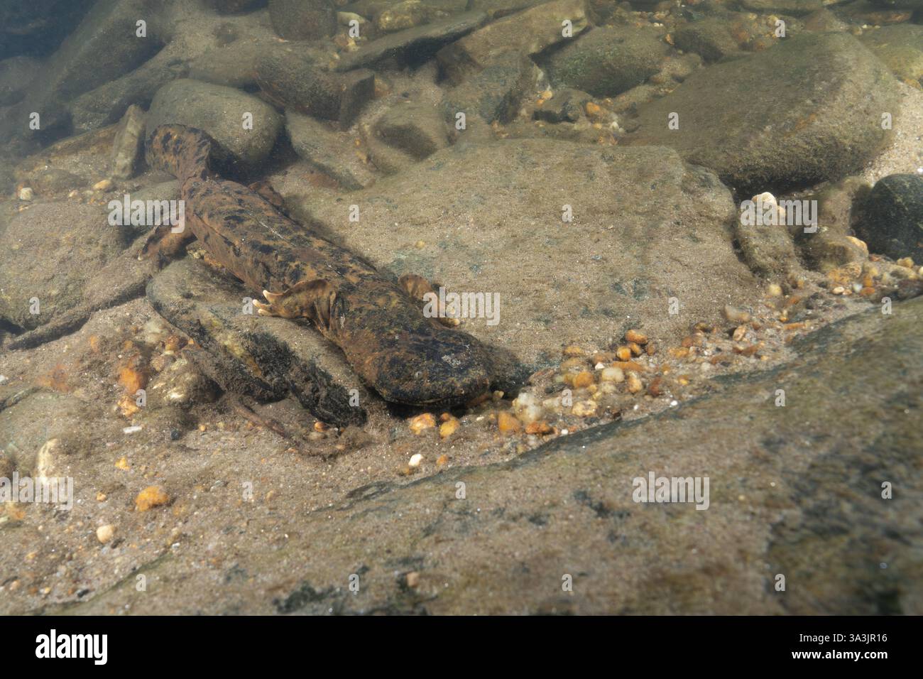 Eastern hellbender crawling on sandy riverbed Stock Photo - Alamy
