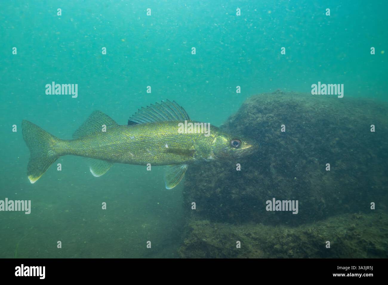Walleye underwater fish hi-res stock photography and images - Alamy
