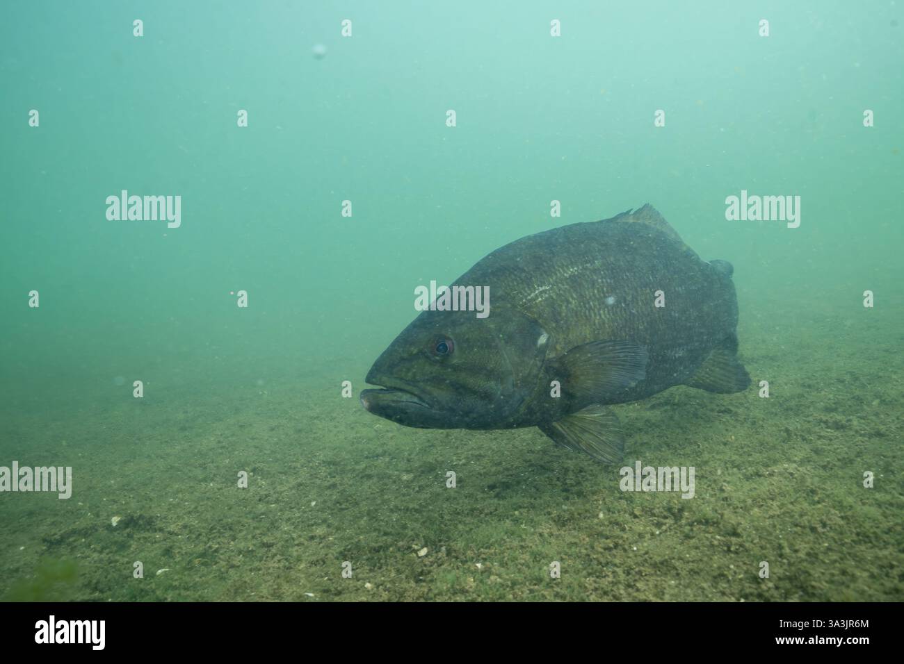 Smallmouth bass swimming at bottom of lake Stock Photo - Alamy