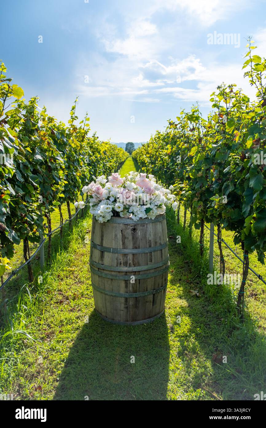 Wine barrel stands between rows of grapes, decorated with a bouquet of ...