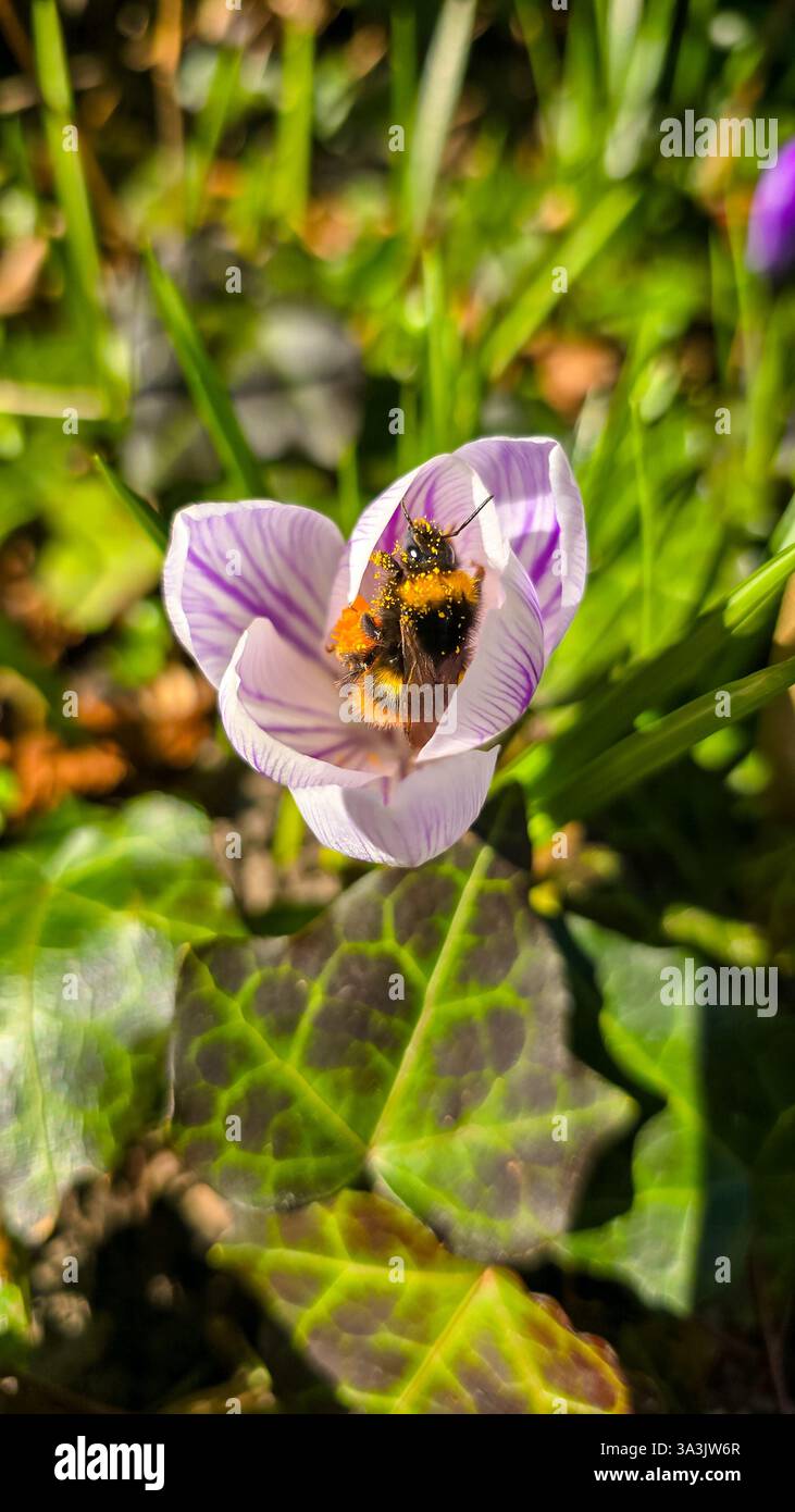 The adorable bumblebee, covered with yellow flower pollen, sits inside ...
