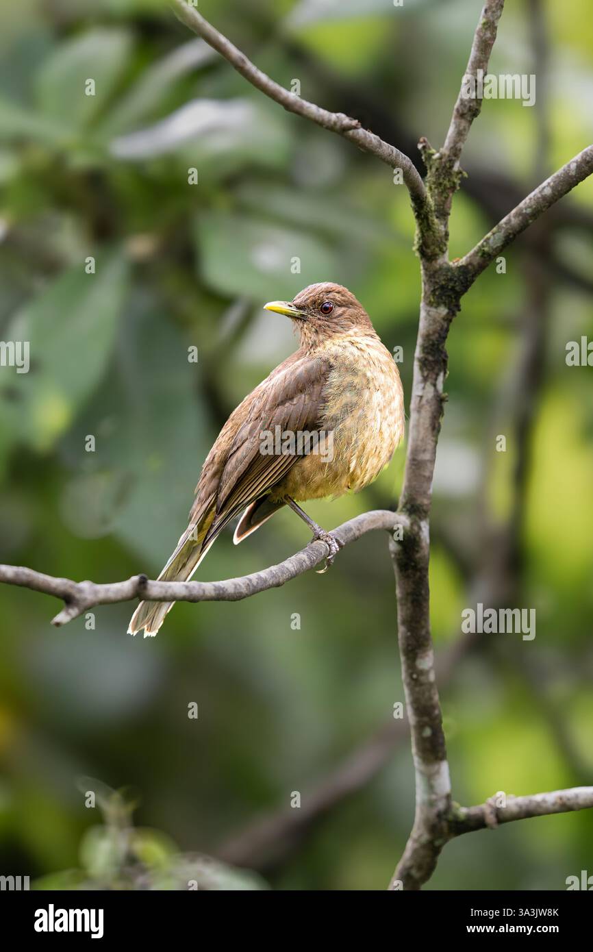 The mountain thrush, Turdus plebejus is a large thrush in Central ...