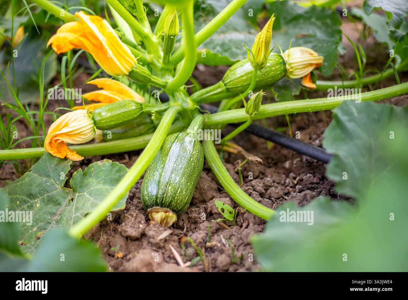 Green zucchini plant with flowers and young fruits in vegetable bed ...