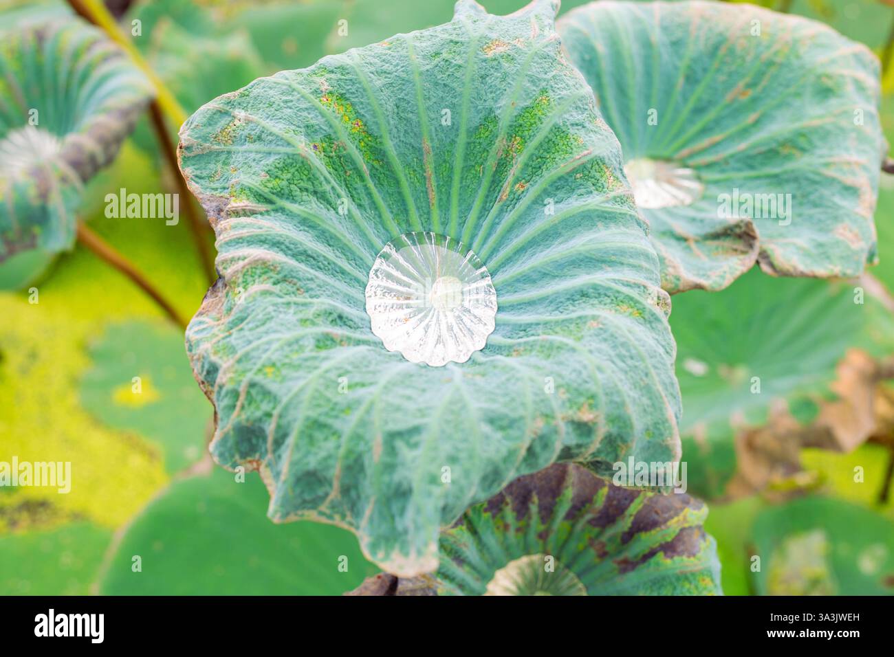 Green water lily leaf with a large drop of water inside in a funnel ...