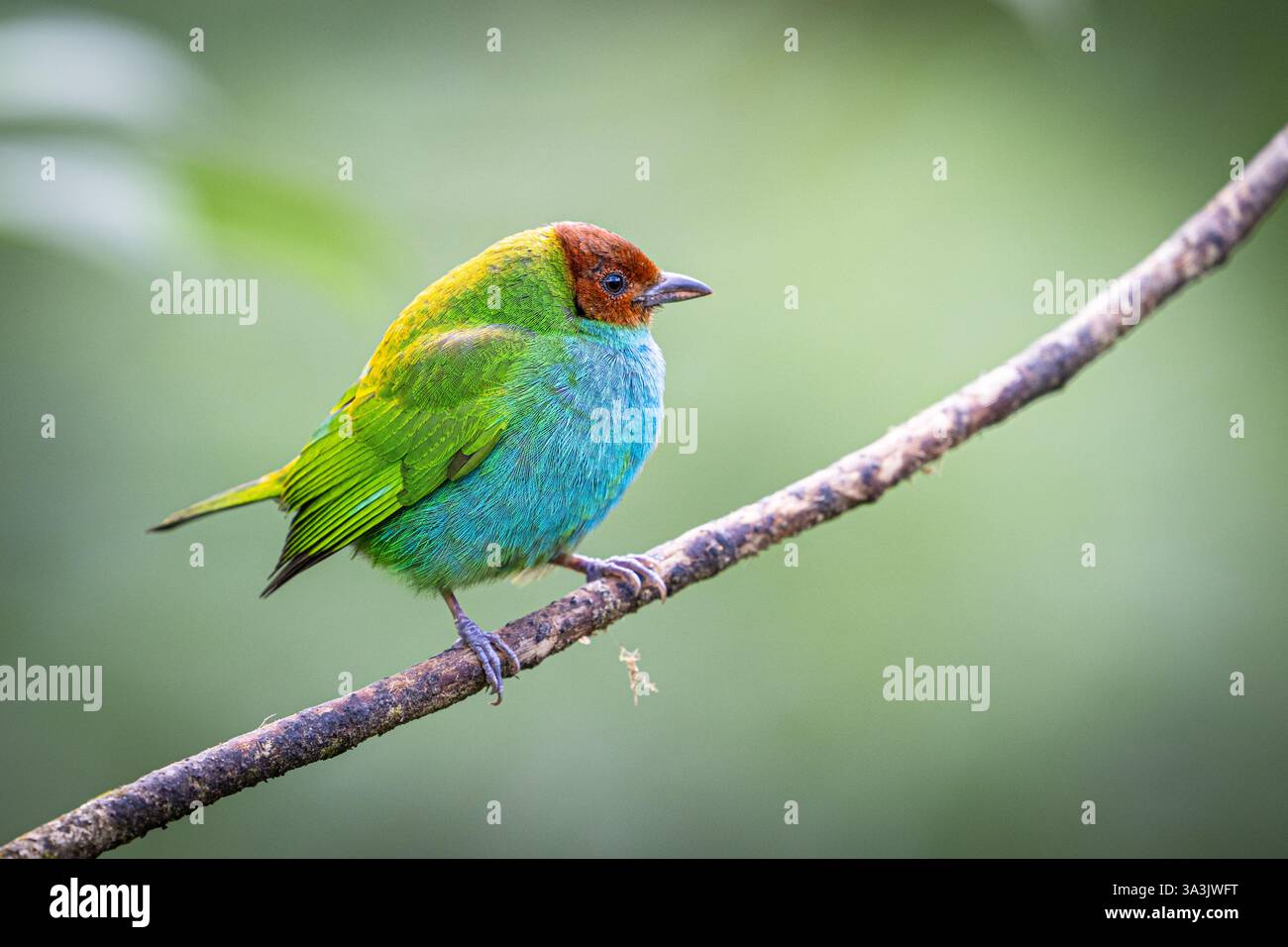 The bay-headed tanager, Tangara gyrola, is a medium-sized passerine ...