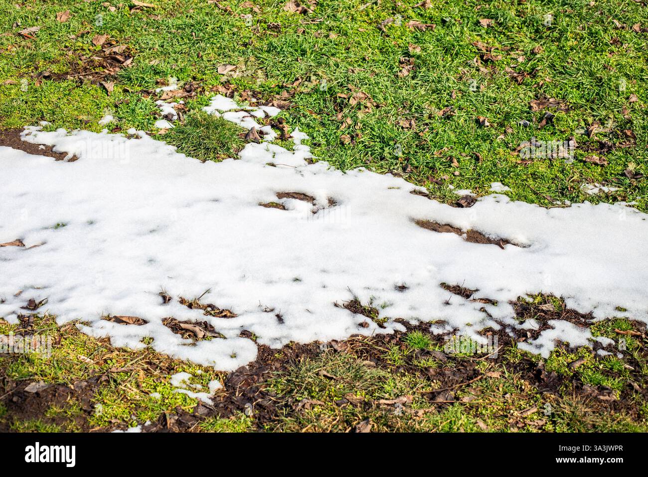 Melting snow in spring. A lawn with snow patches and green grass ...