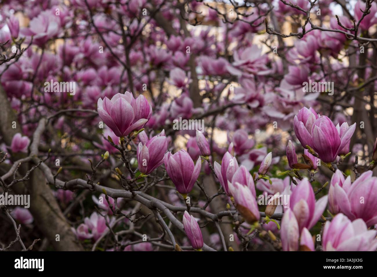 Magnolia en flor hi-res stock photography and images - Alamy